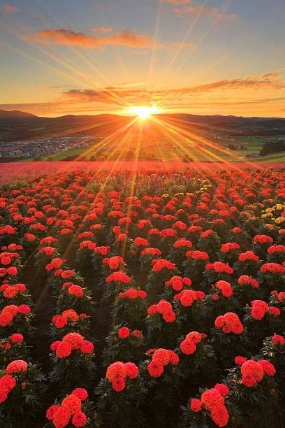 Arreboles, mañanas son con flores. - Conocer el Castellano