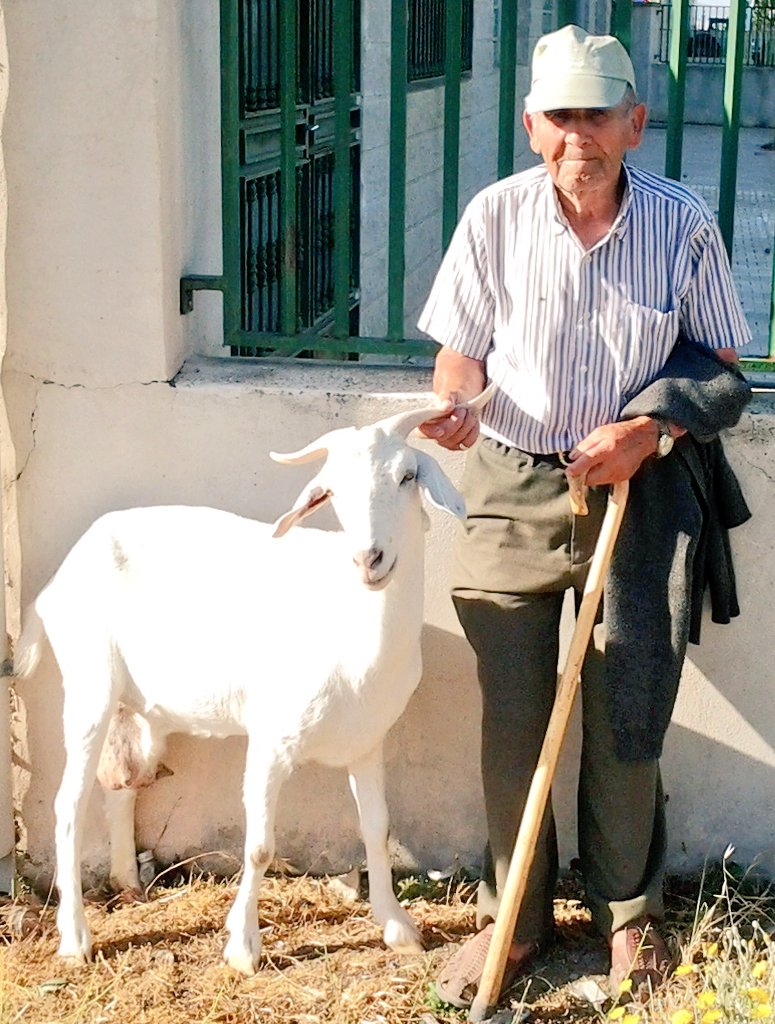 Cabra coja, no quiere siesta. - Conocer el Castellano