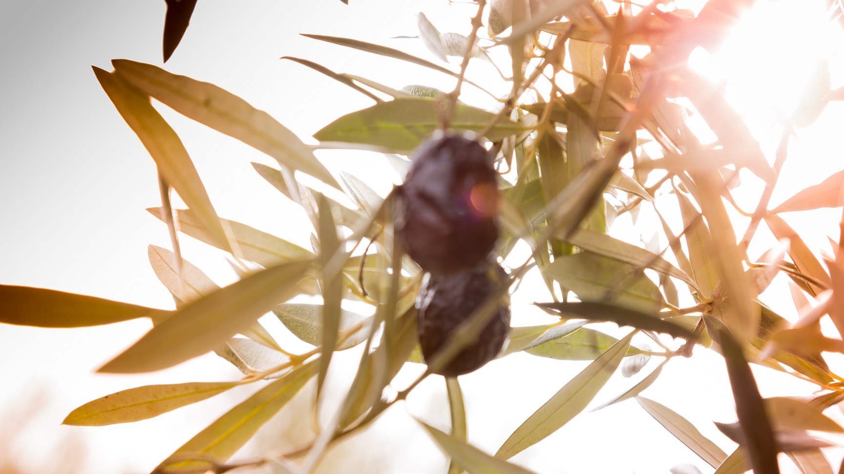 Con lo peor del aceite, darás a tu trigo afeite. - Conocer el Castellano