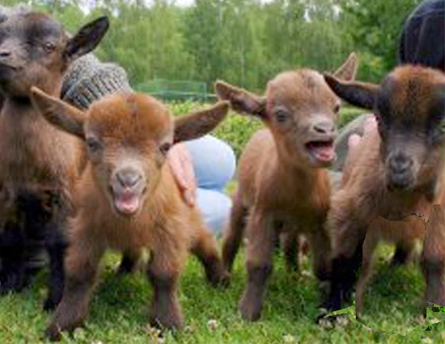 Que cabras no tienen y cabritos venden, ¿de dónde les vienen?, (Los ...