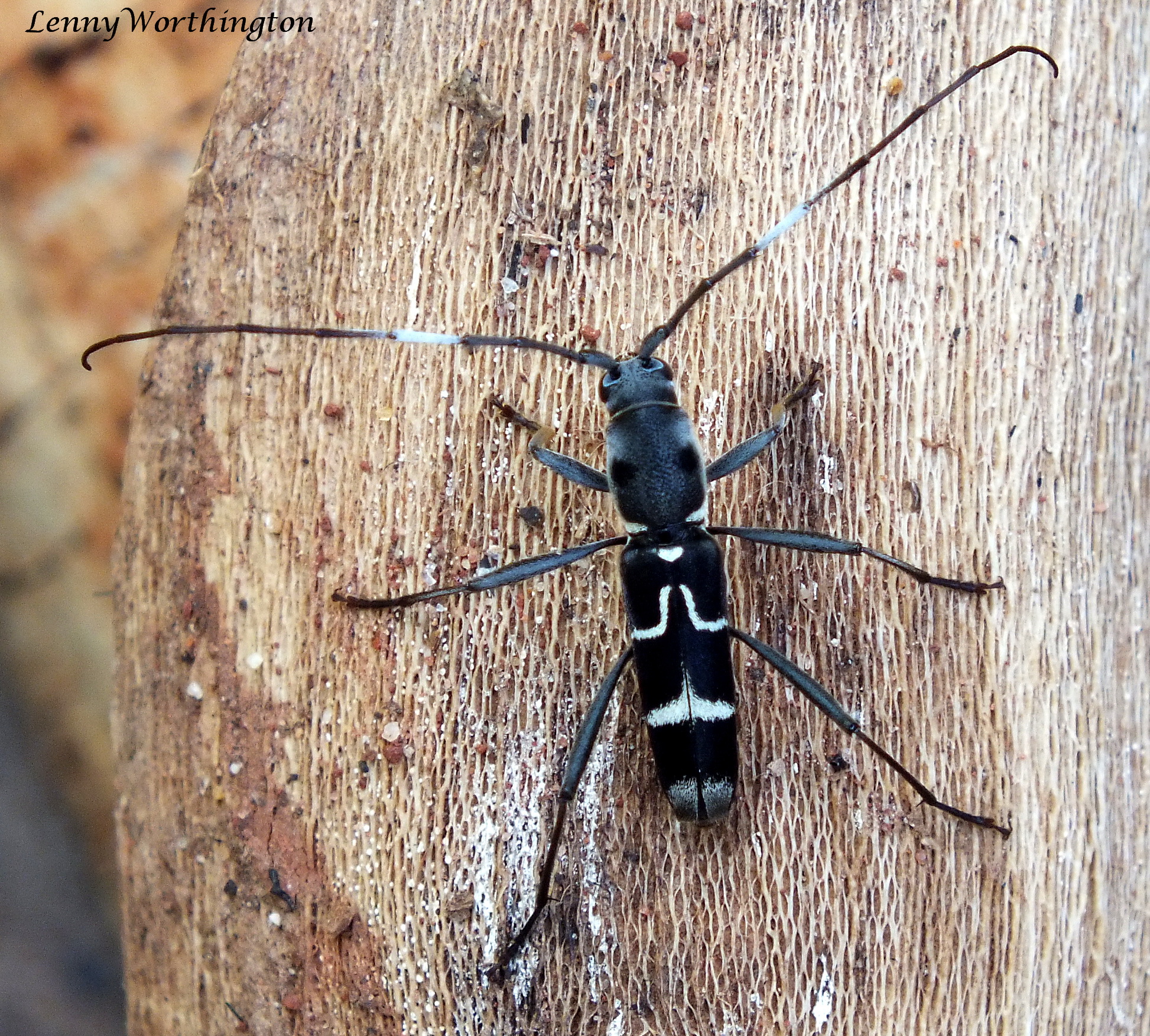 Demonax - Conocer el Castellano