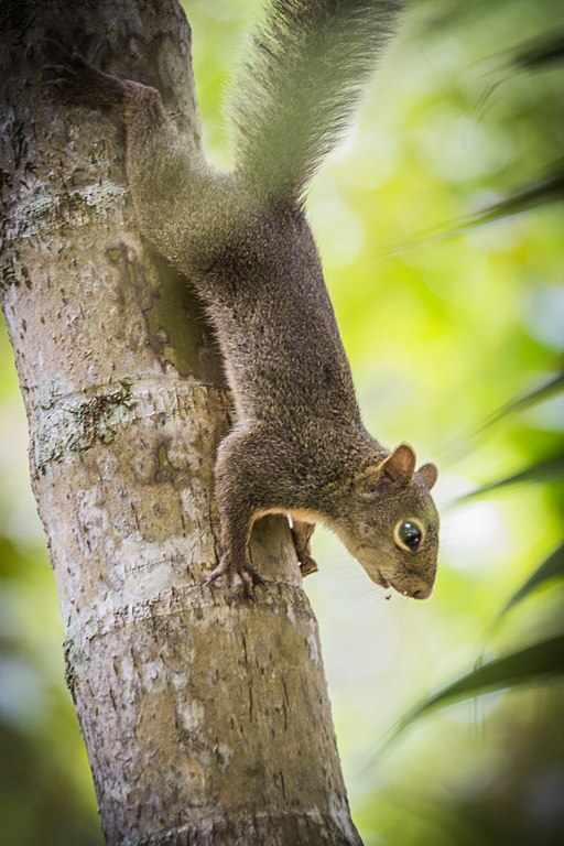 Esquilo - Conocer el Castellano