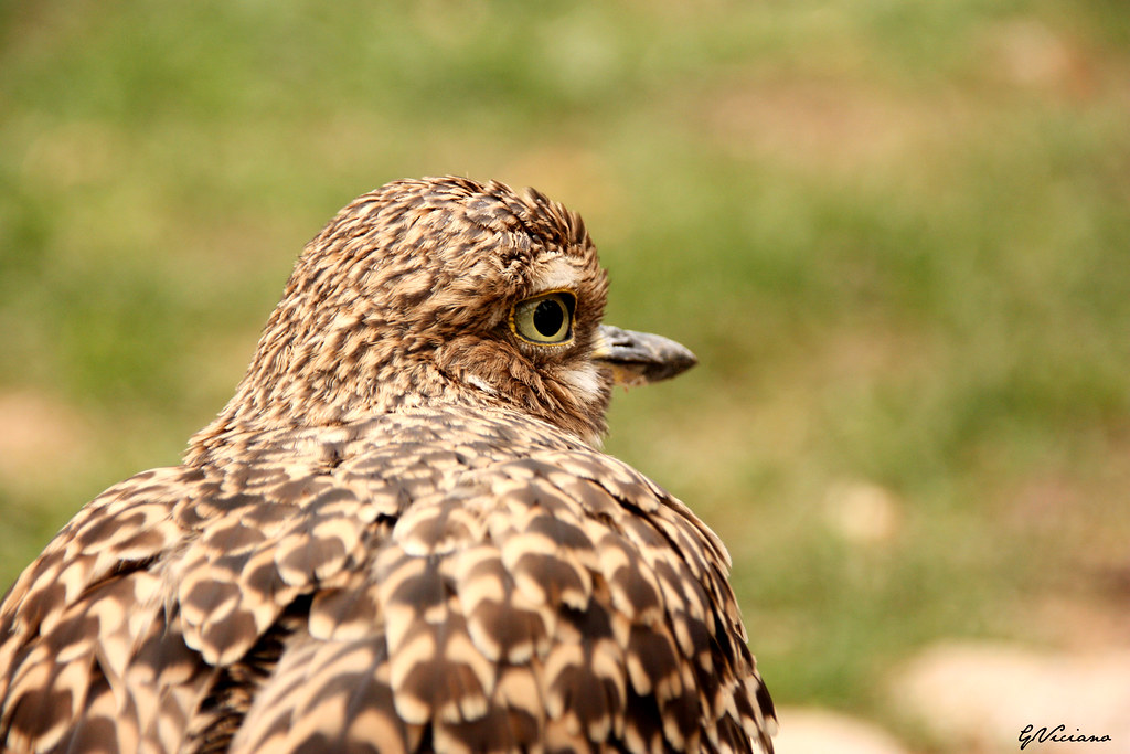 Ojo avizor - Conocer el Castellano