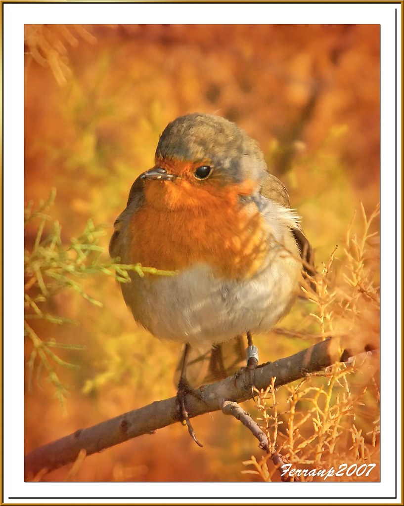 Ser (tener) un pico (un piquito de oro) - Conocer el Castellano