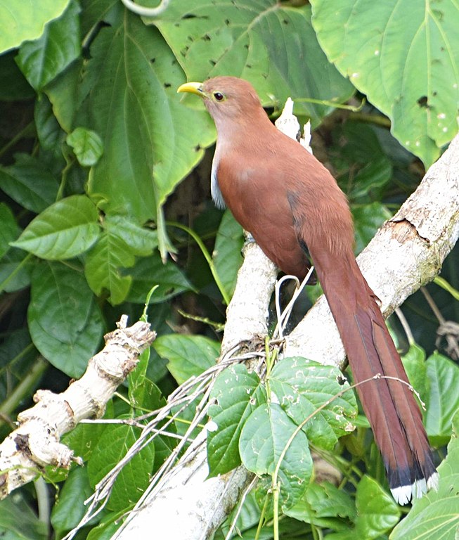 Ser un cuco - Conocer el Castellano